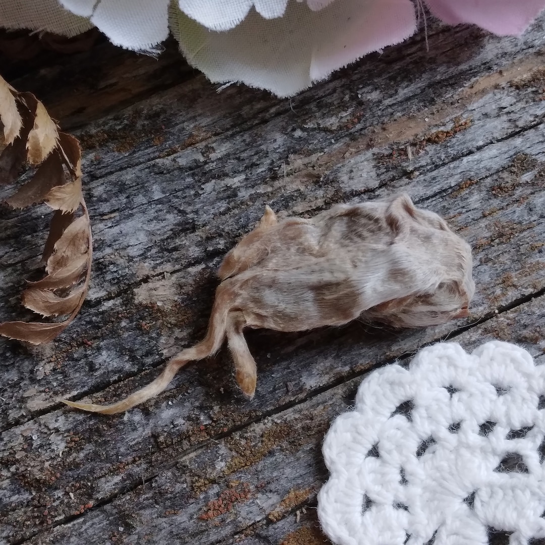 Deathtaxusa • #458 - Real Mummified Dried Baby Domestic Fancy Color ...