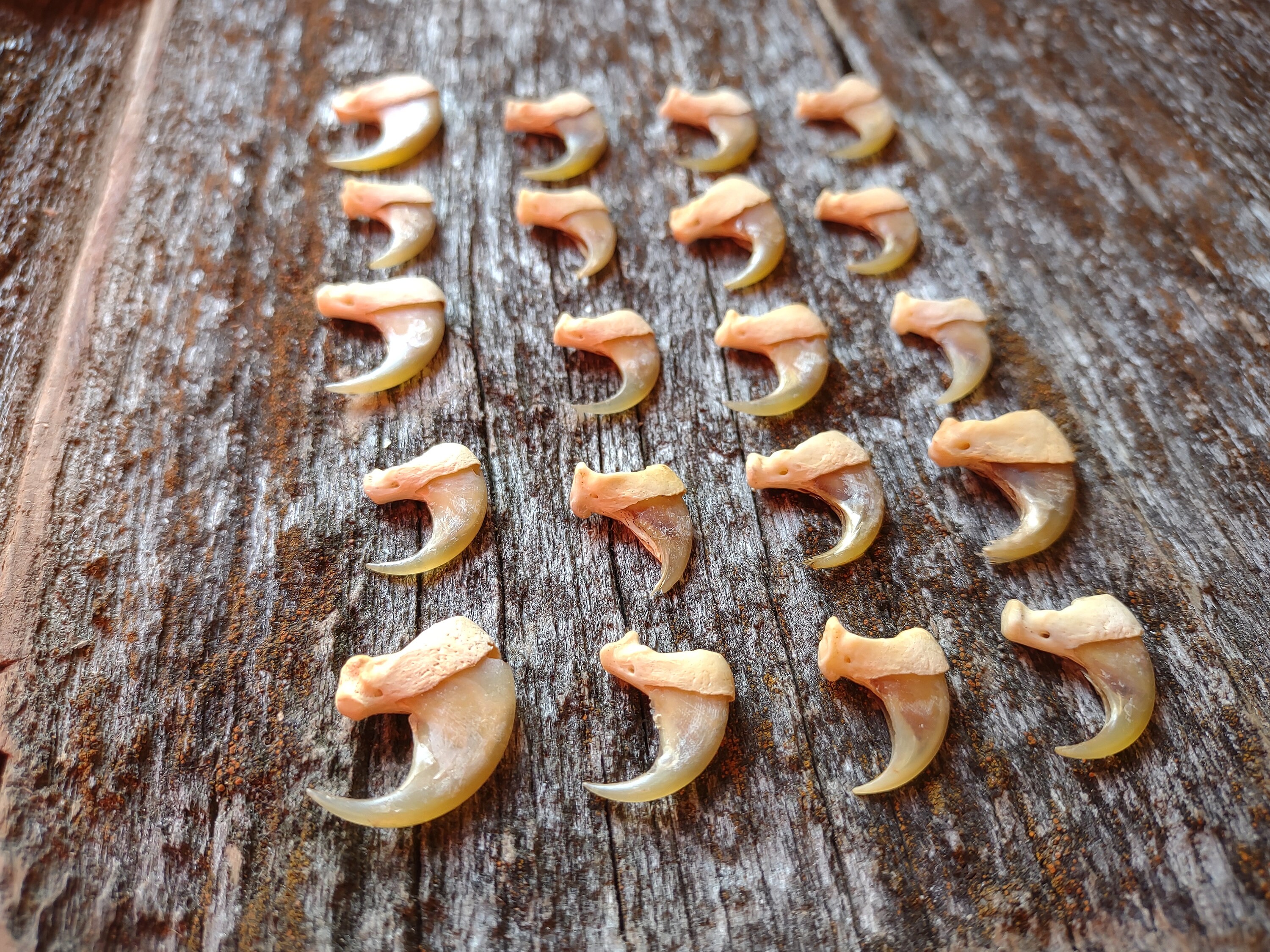 Deathtaxusa Real Bobcat Claw Lot of 5 Animal Claws - Etsy