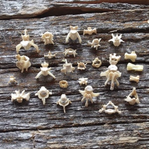 Deathtaxusa • #A22 - 50+ Real Animal Mixed Rodent Vertebrae Vertebra ...