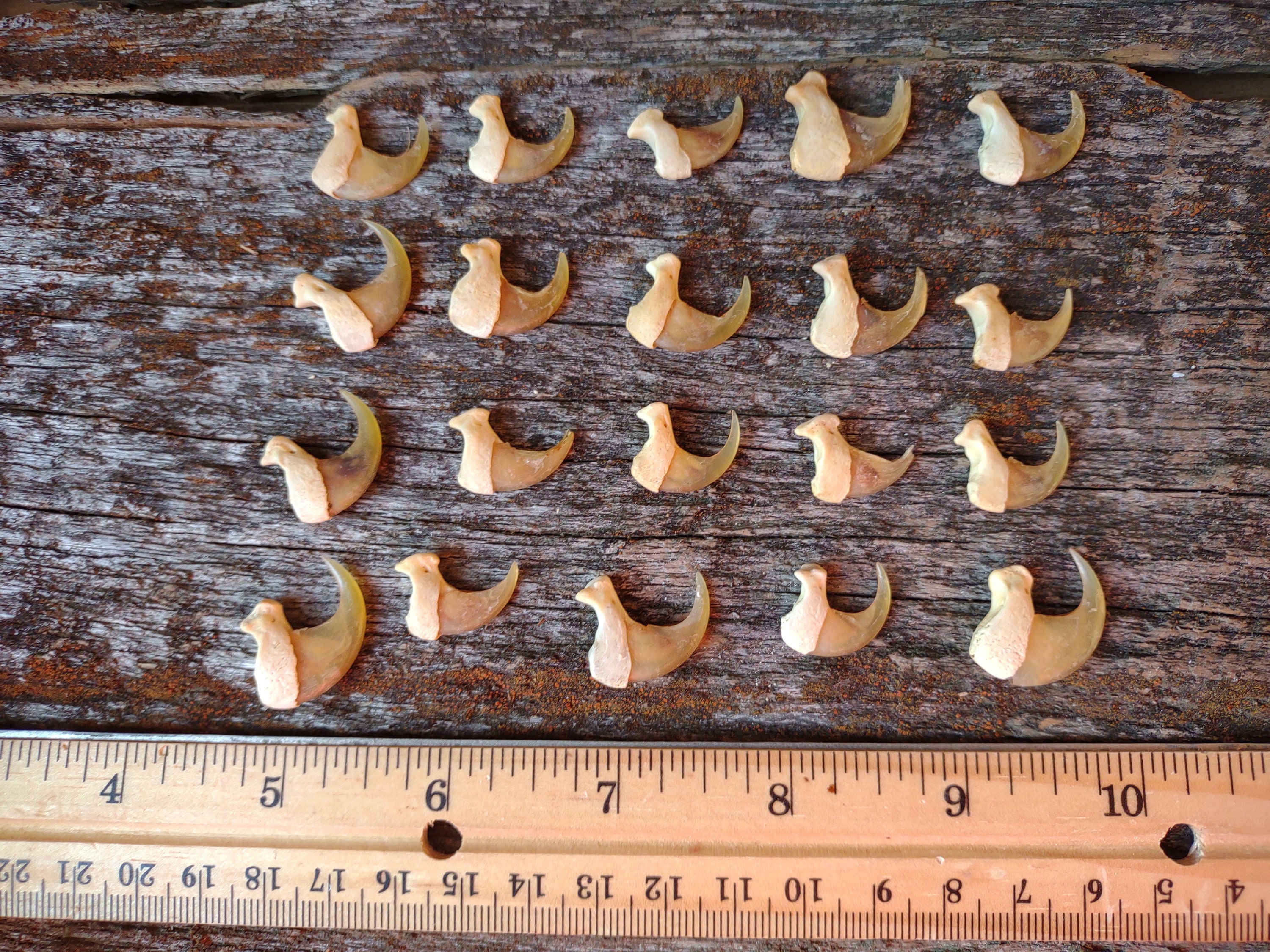 Deathtaxusa Real Bobcat Claw Lot of 5 Animal Claws - Etsy