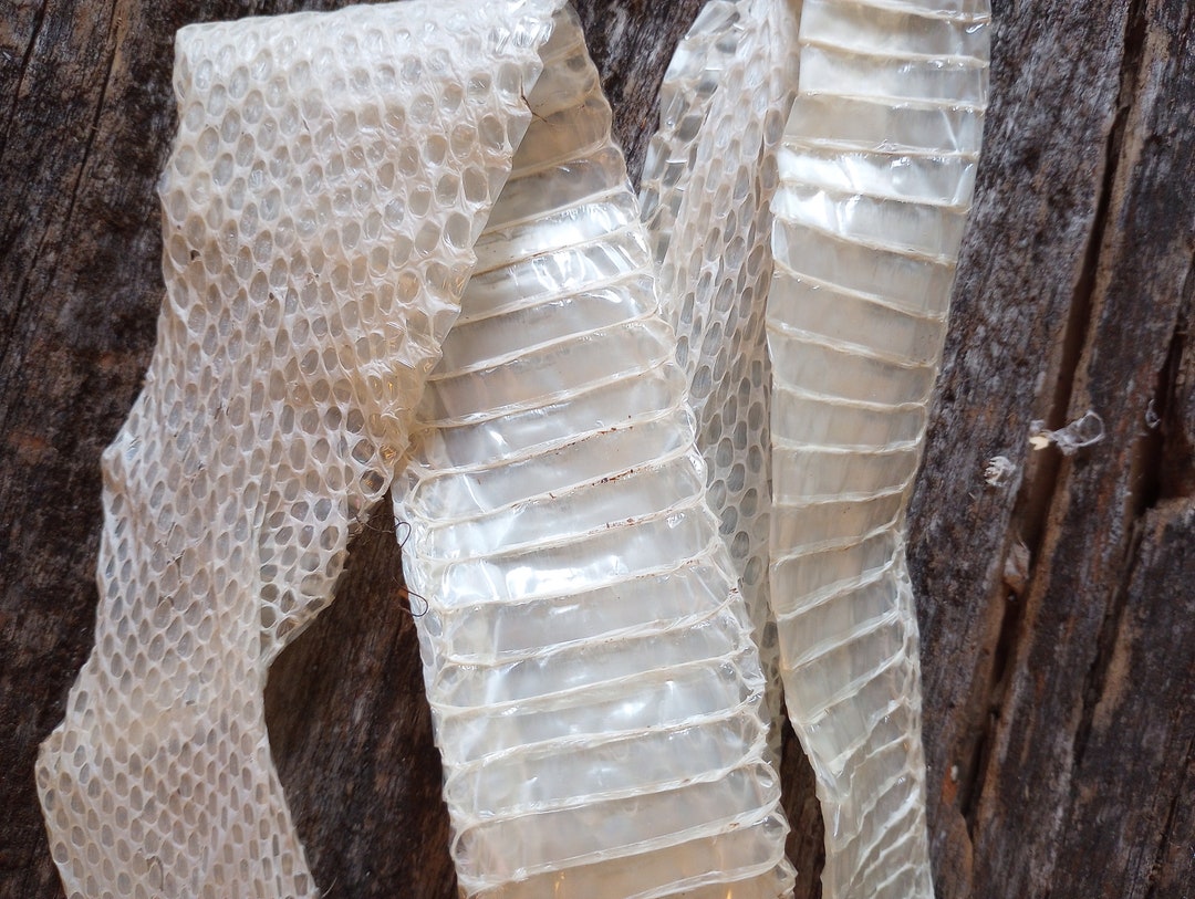 Deathtaxusa • #37 - 41" Venomous Rattlesnake Rattler Serpent Skin Shed ...