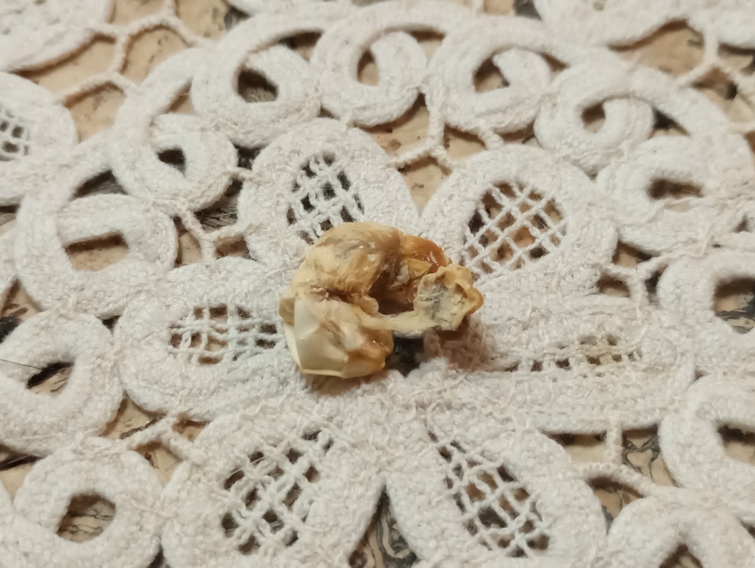 Deathtaxusa • #2676 - Real Mummified Dried Baby Domestic Rat Rodent Pup ...