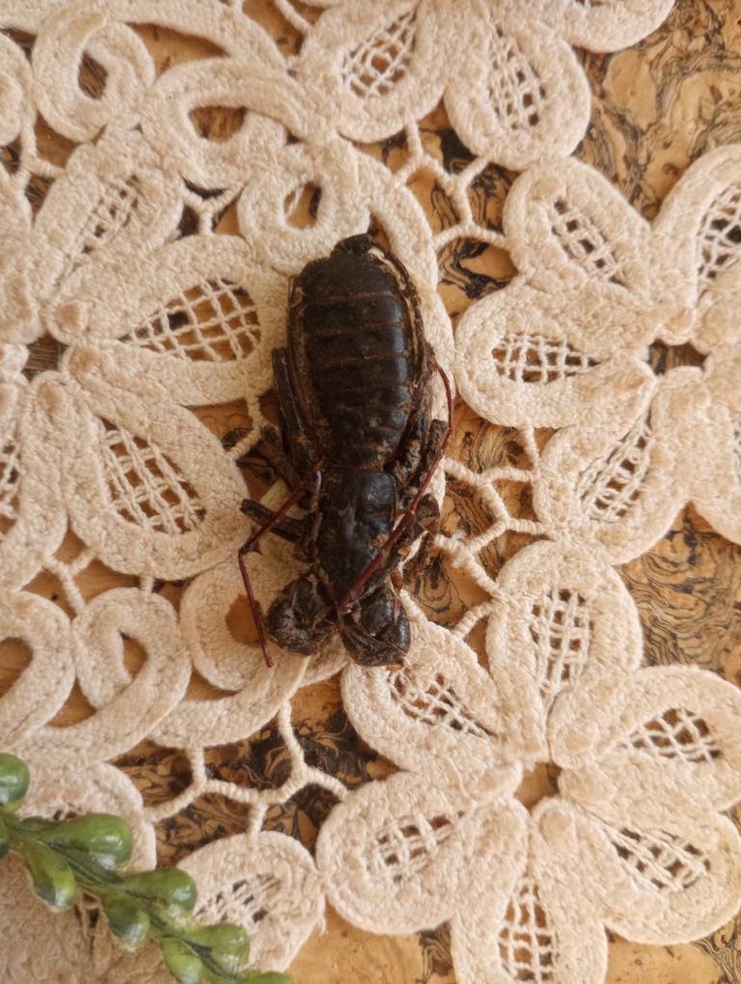 Deathtaxusa 1726 Real Animal Dried Mummified Dried Vinegaroon Whip ...