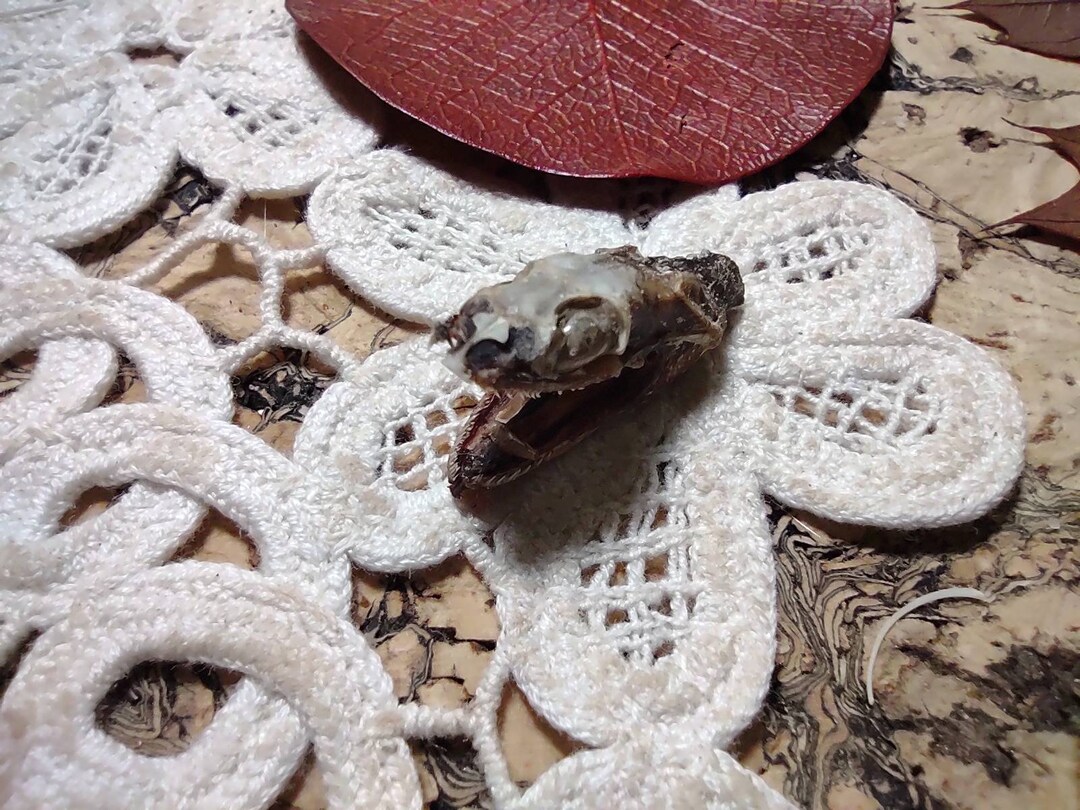 Deathtaxusa 1197 Real Animal Mummified Dried Colubrid - Etsy