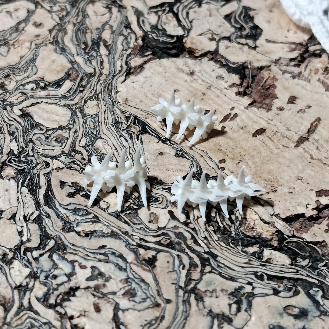 Deathtaxusa • #3760 - Real Snake Articulated Spinal Column Vertebrae ...