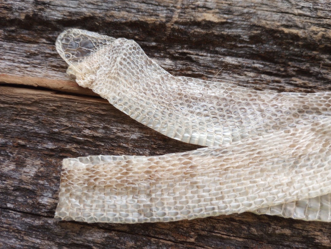 Deathtaxusa • #45 - 32" Kingsnake King Snake Skin Shed Molt | Serpent ...