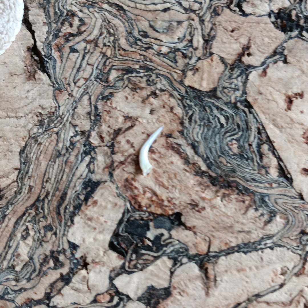 Deathtaxusa • #2973 - Real Snake Cottonmouth Viper Fang Bone | Water ...