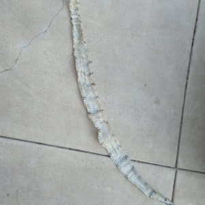 Deathtaxusa 85 51 Venomous Timber Rattlesnake Rattler Serpent Skin Shed ...