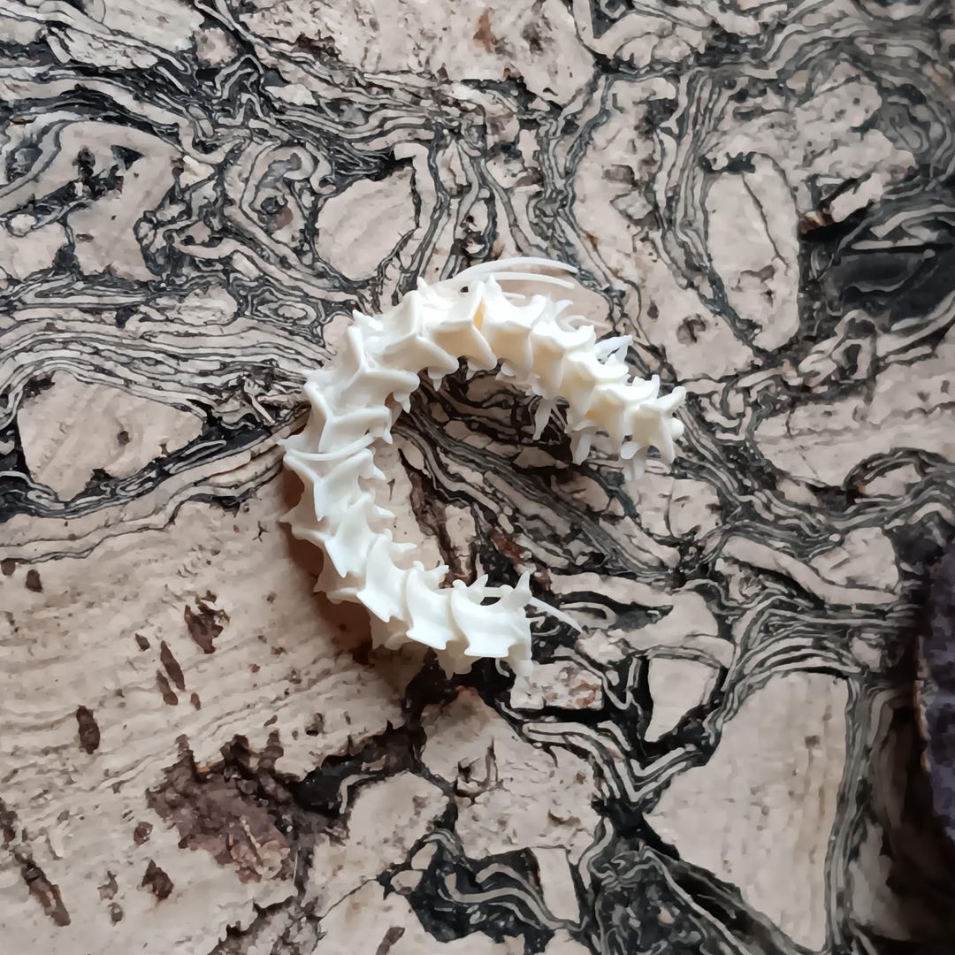 Deathtaxusa • #3887 - Real Snake Articulated Spinal Column Vertebrae ...