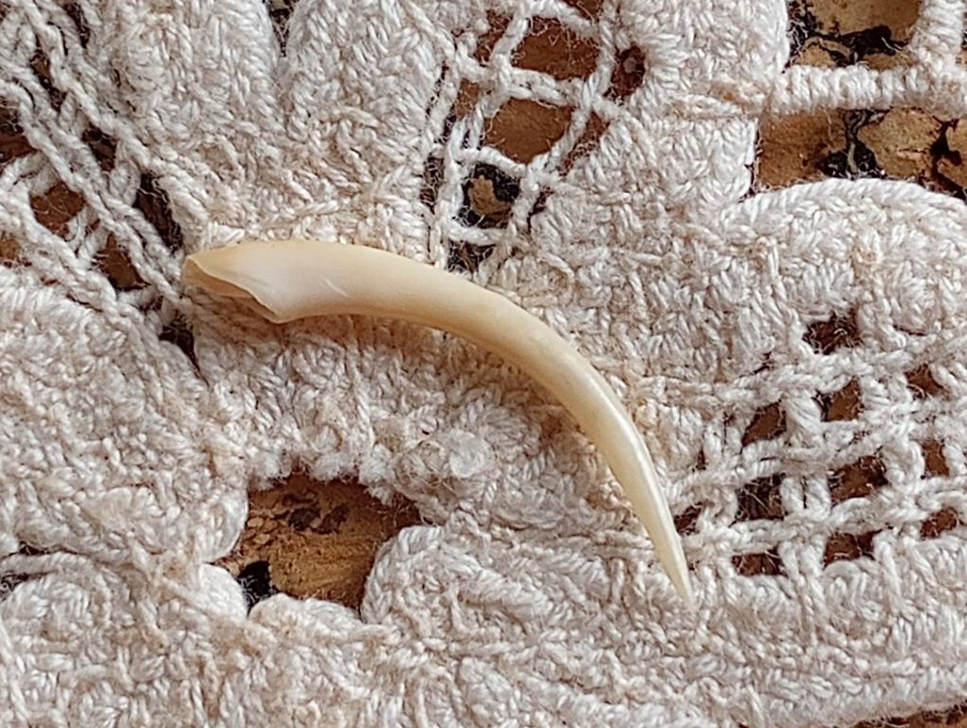 Deathtaxusa • #1296 - Real Snake African Gaboon Viper Fang Bone | Bitis ...