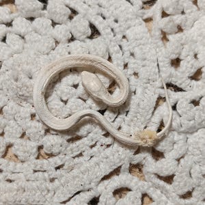 Deathtaxusa • #3634 - Real Animal Freeze Dried Stillborn Neonate ...