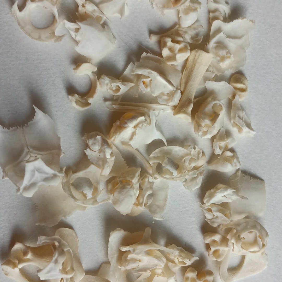 Deathtaxusa 3000 Real Animal Domestic African Soft Furred Rat Skulls ...