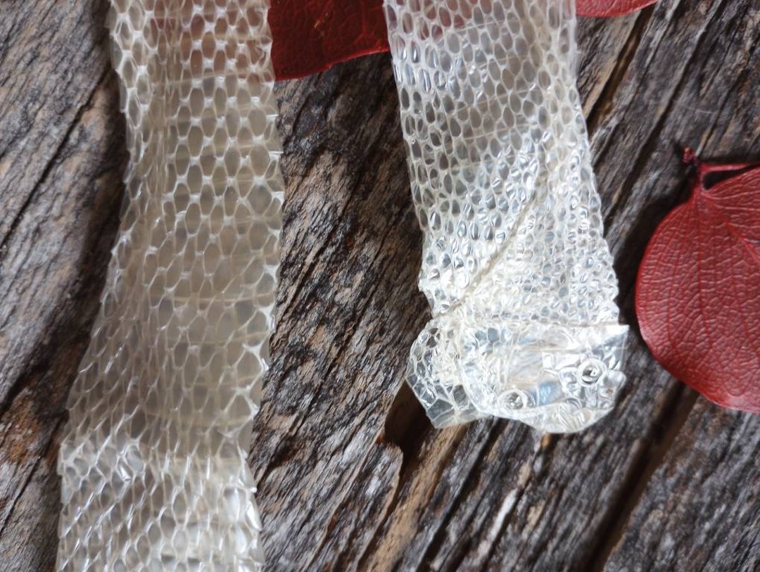 Deathtaxusa 39 53 Cornsnake Corn Snake Skin Shed Molt Serpent Reptile ...