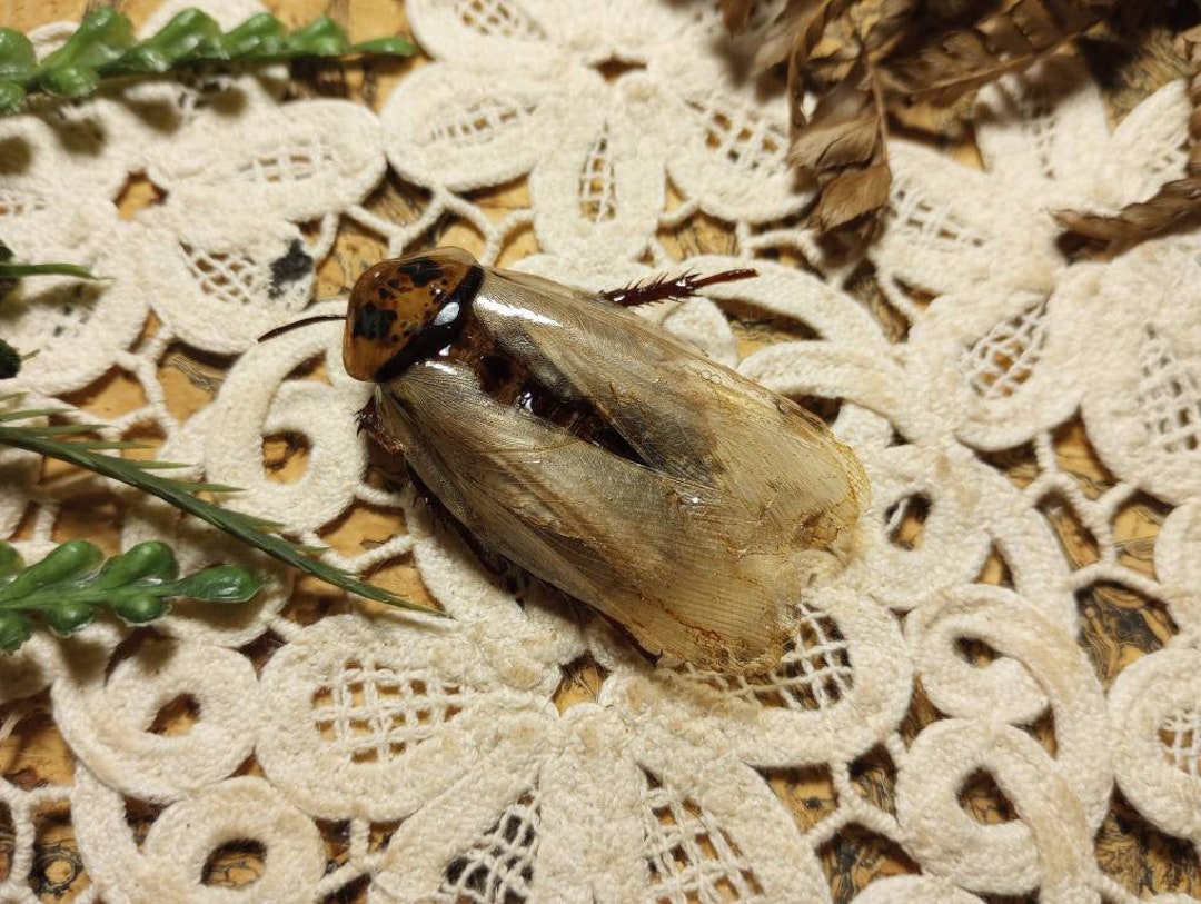 Deathtaxusa • #1708 - Real Animal Mummified Feeder Exotic Roach ...