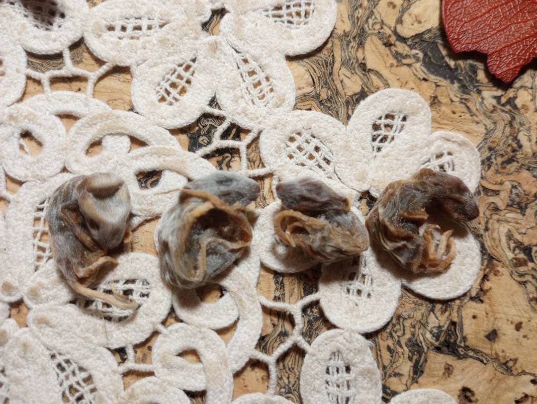 Deathtaxusa • #1323 - Real Mummified Dried Baby Domestic Pinky Mouse ...