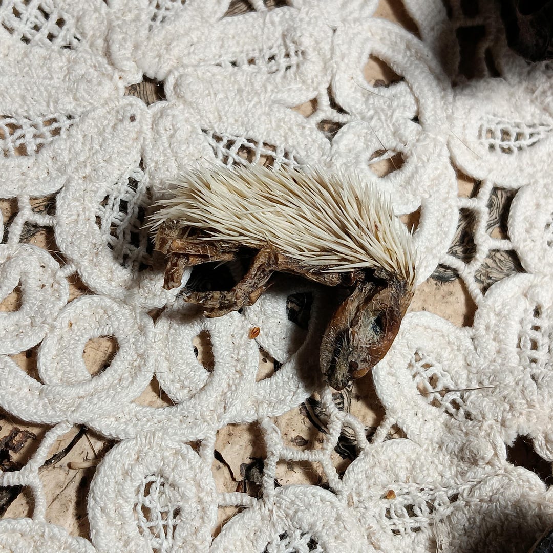 Deathtaxusa • #4077 - Real Animal Mummified Dried Baby Domestic ...