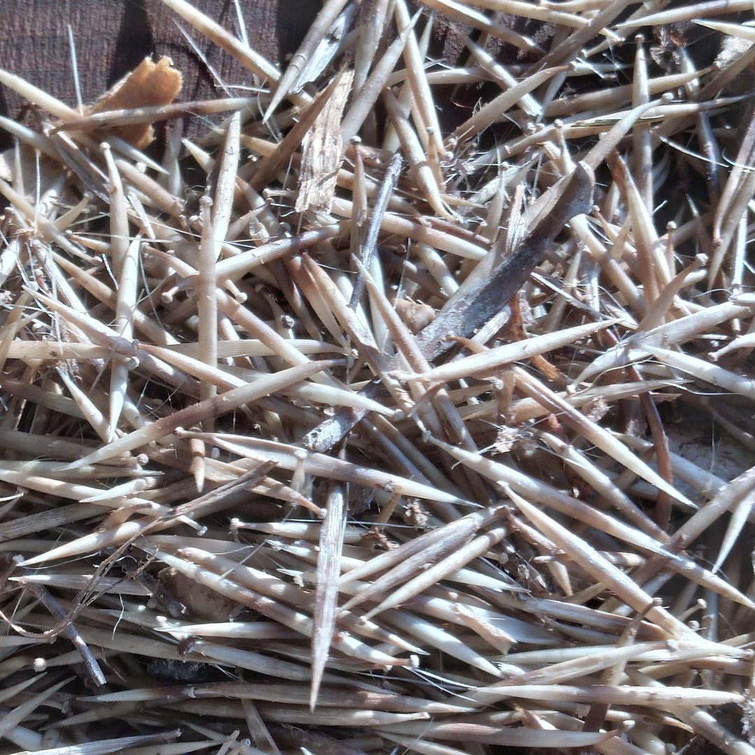 Deathtaxusa • #A25 - YOU PICK! Real Domestic Pygmy Hedgehog Quills ...