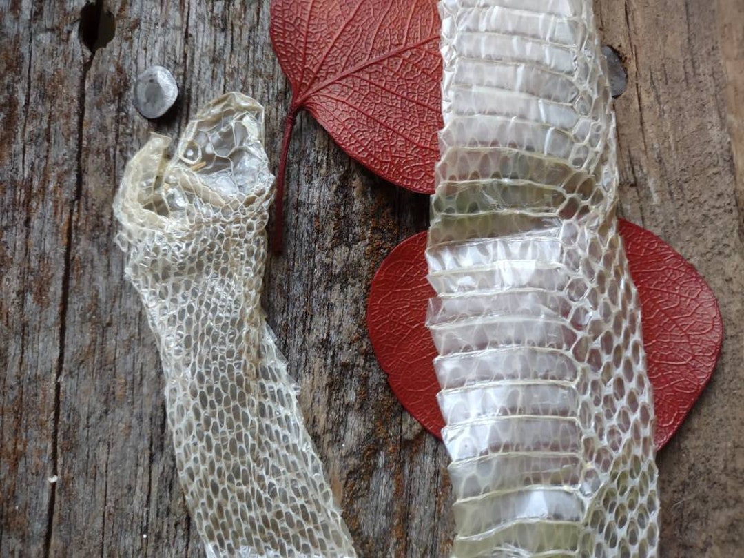 Deathtaxusa • #12 - 55" Colubrid Snake Skin Shed Molt | Serpent Reptile ...