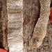 Deathtaxusa 38 32 Kingsnake King Snake Skin Shed Molt Serpent Reptile ...