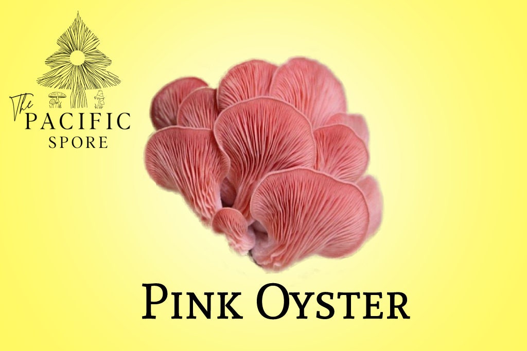 Pink Oyster Mushroom Liquid Culture Syringe Pleurotus Djamor Etsy