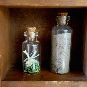 Mini Bone Terrarium | Tiny Glass Jar Oddity | Moss Bones Lavendar ...