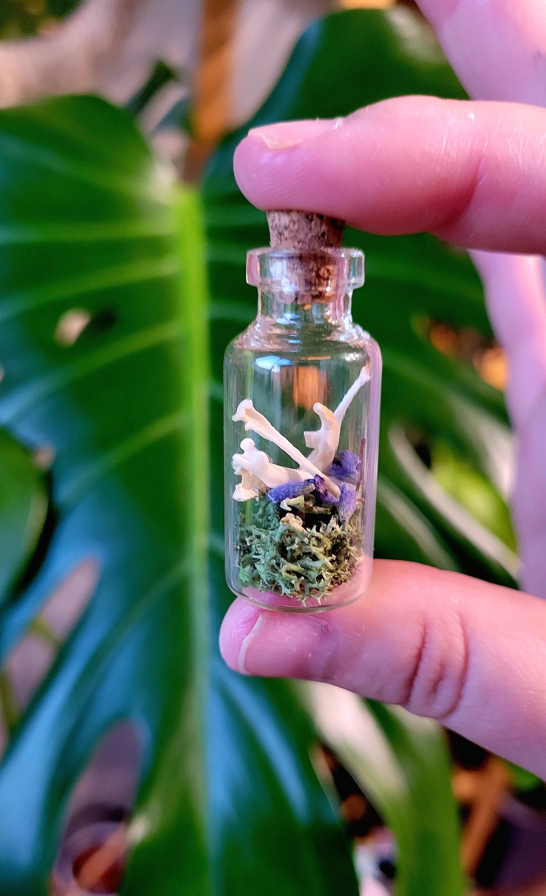 Mini Bone Terrarium | Tiny Glass Jar Oddity | Moss Bones Lavendar ...