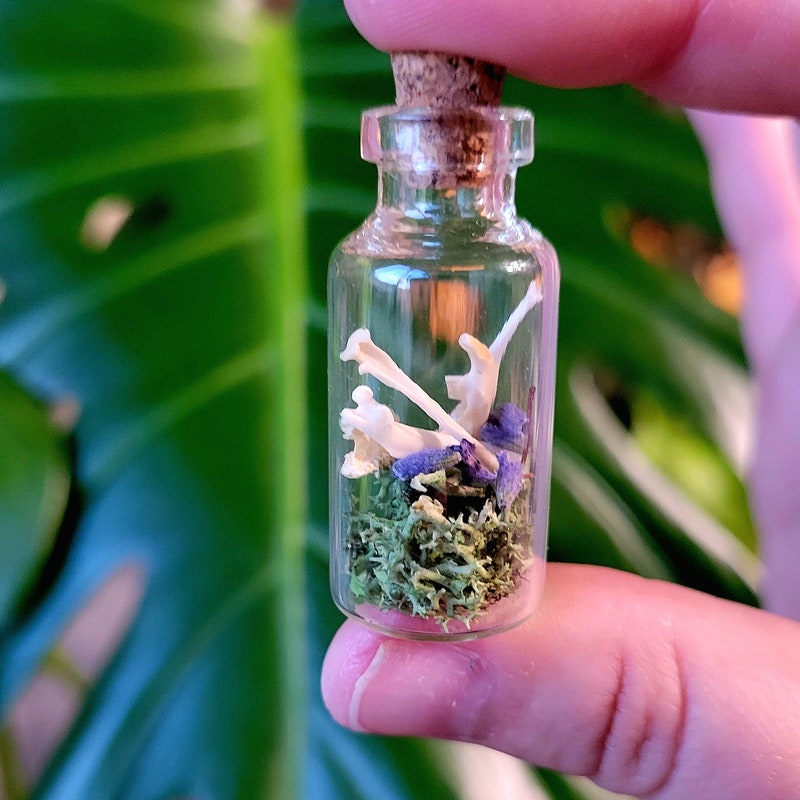 Bone Terrarium - Etsy