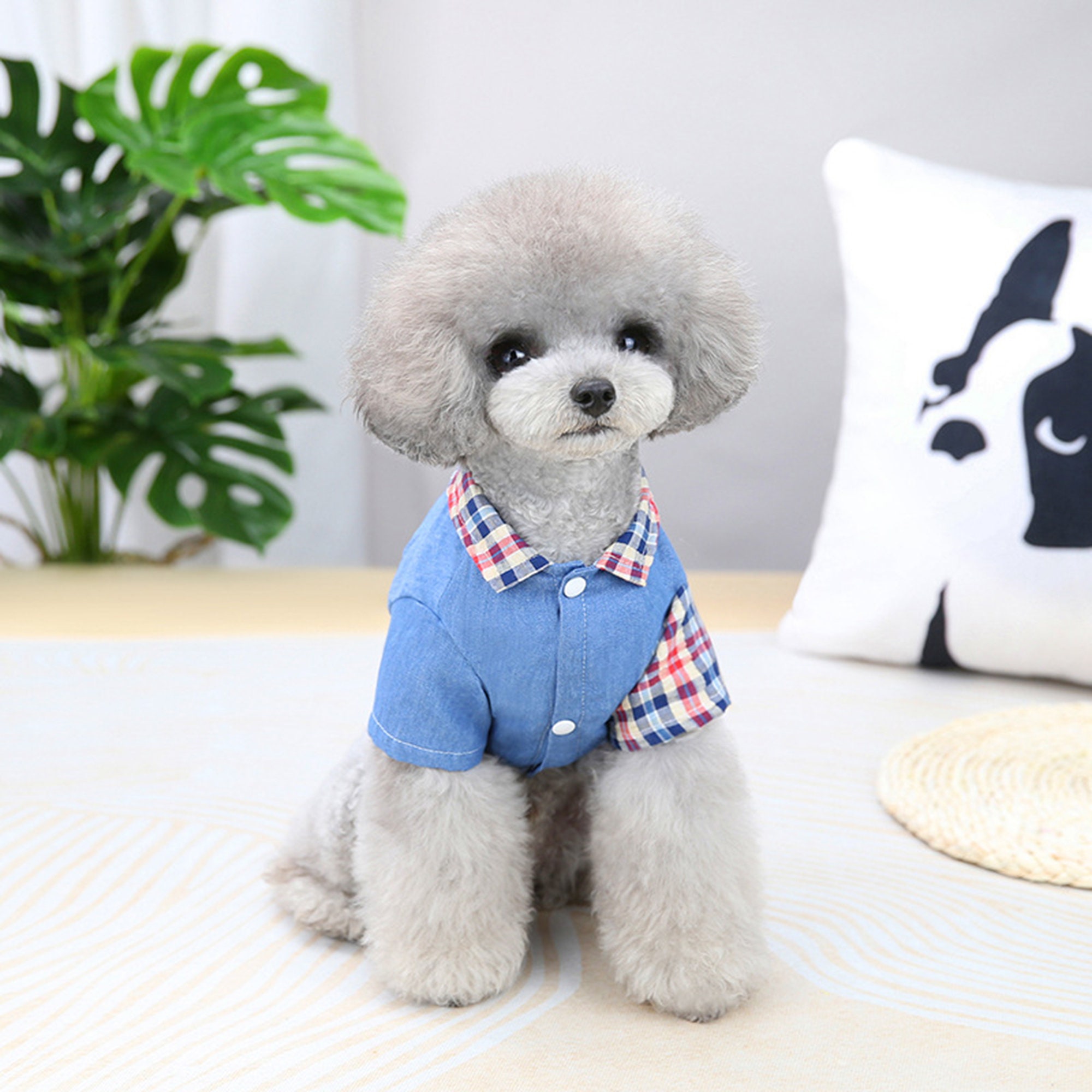 Cute Boy Dog Clothes