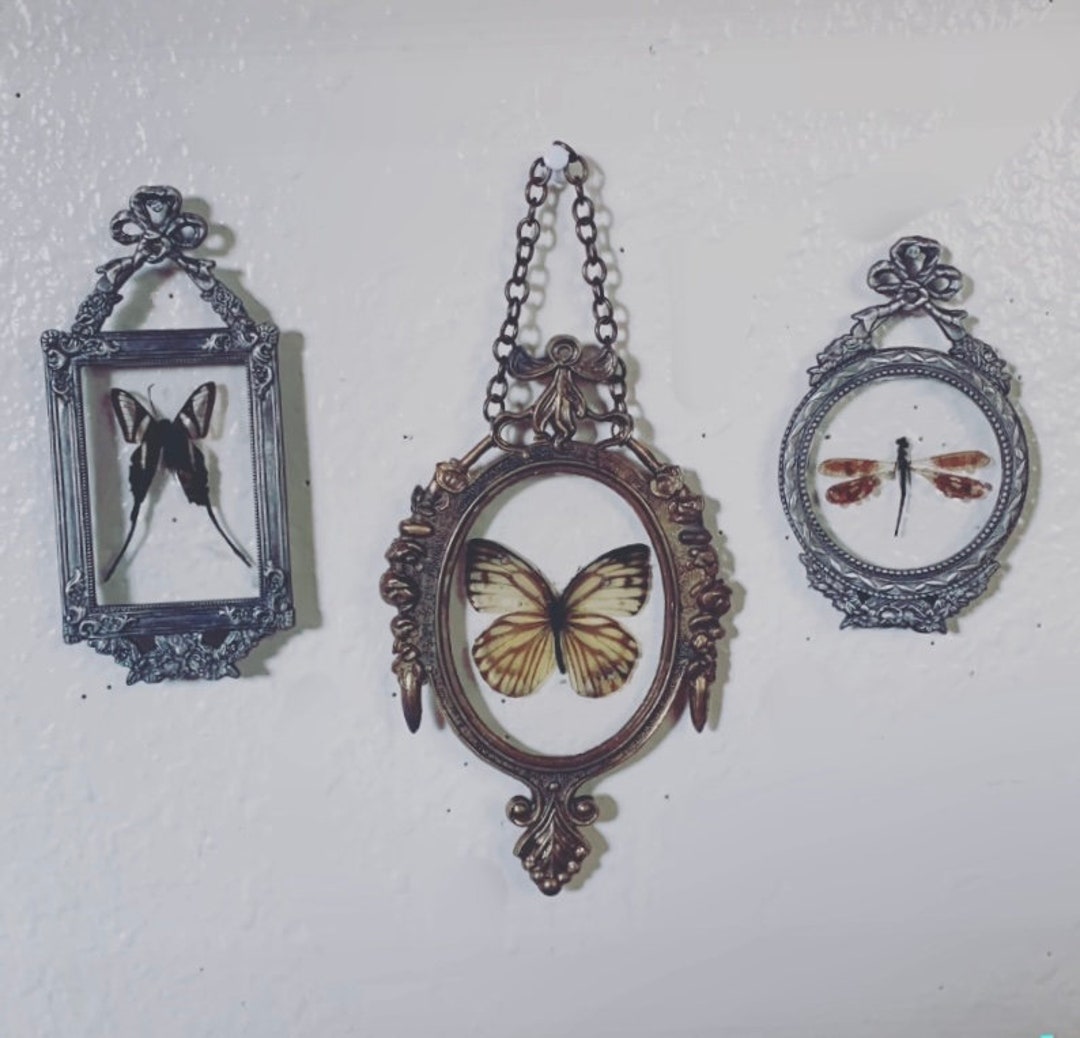 Preserved Butterflies and Dragonfly Specimens in Antique Mini - Etsy