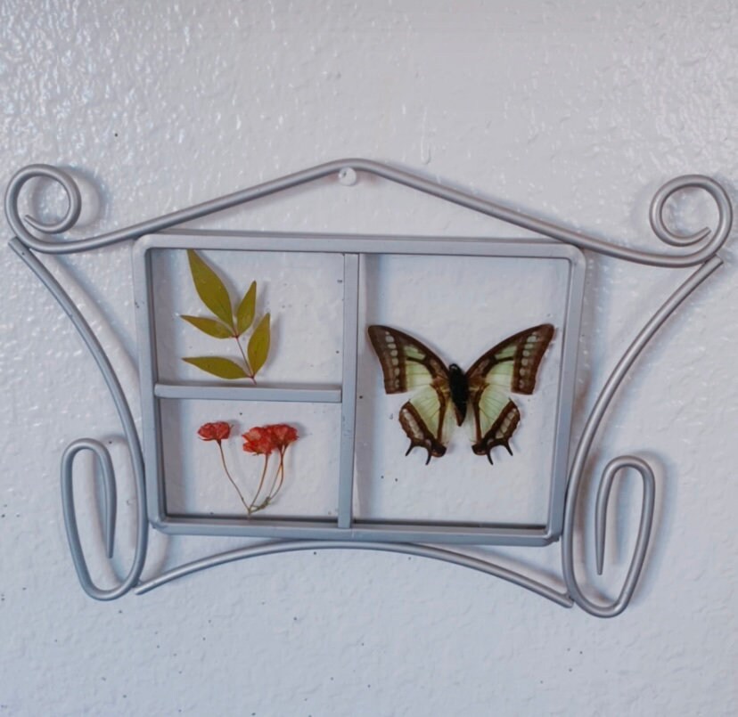 Hanging Photo Collage Frame Silver Toned With Preserved Butterfly and ...
