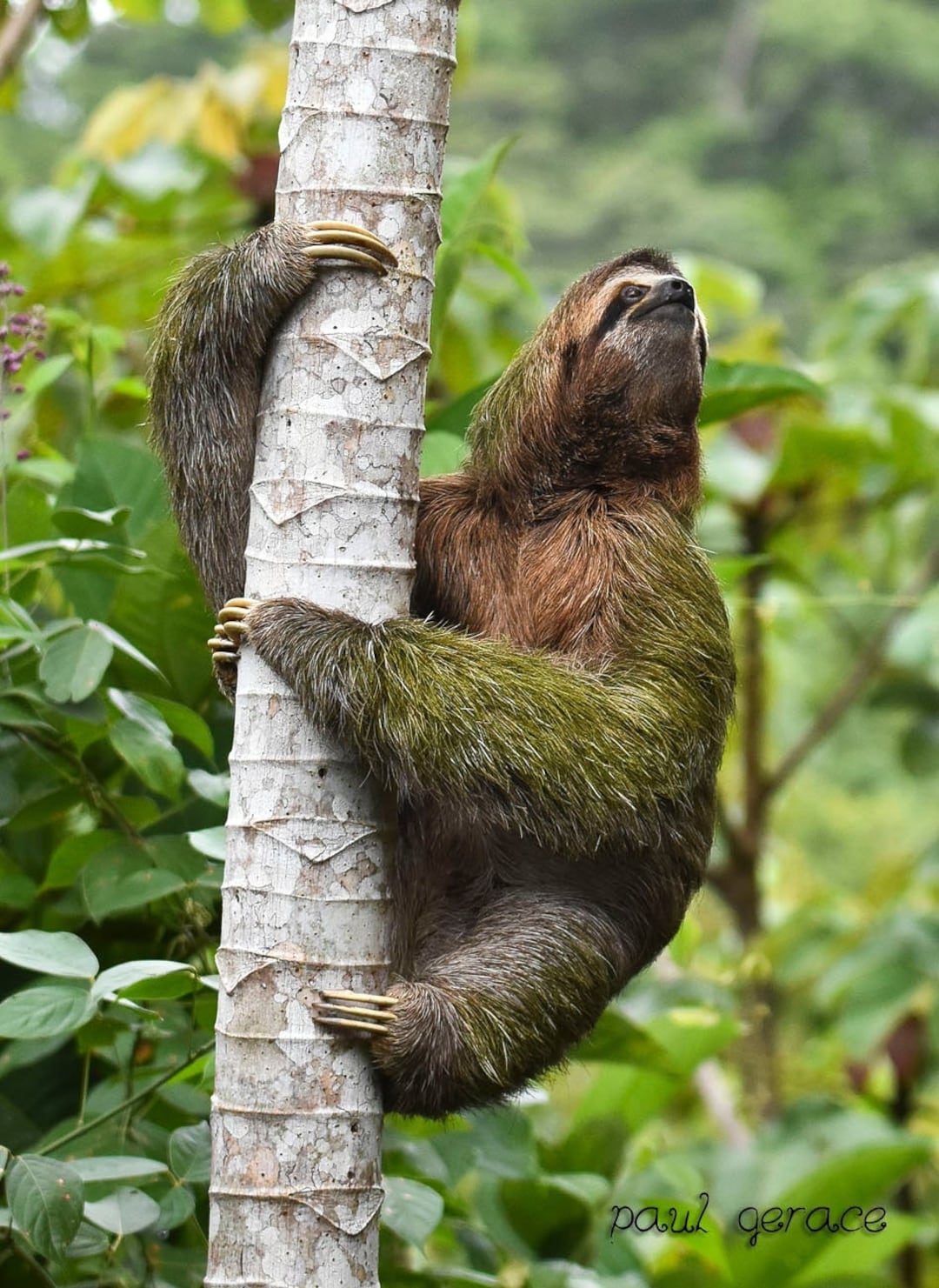 Rainforest Sloth