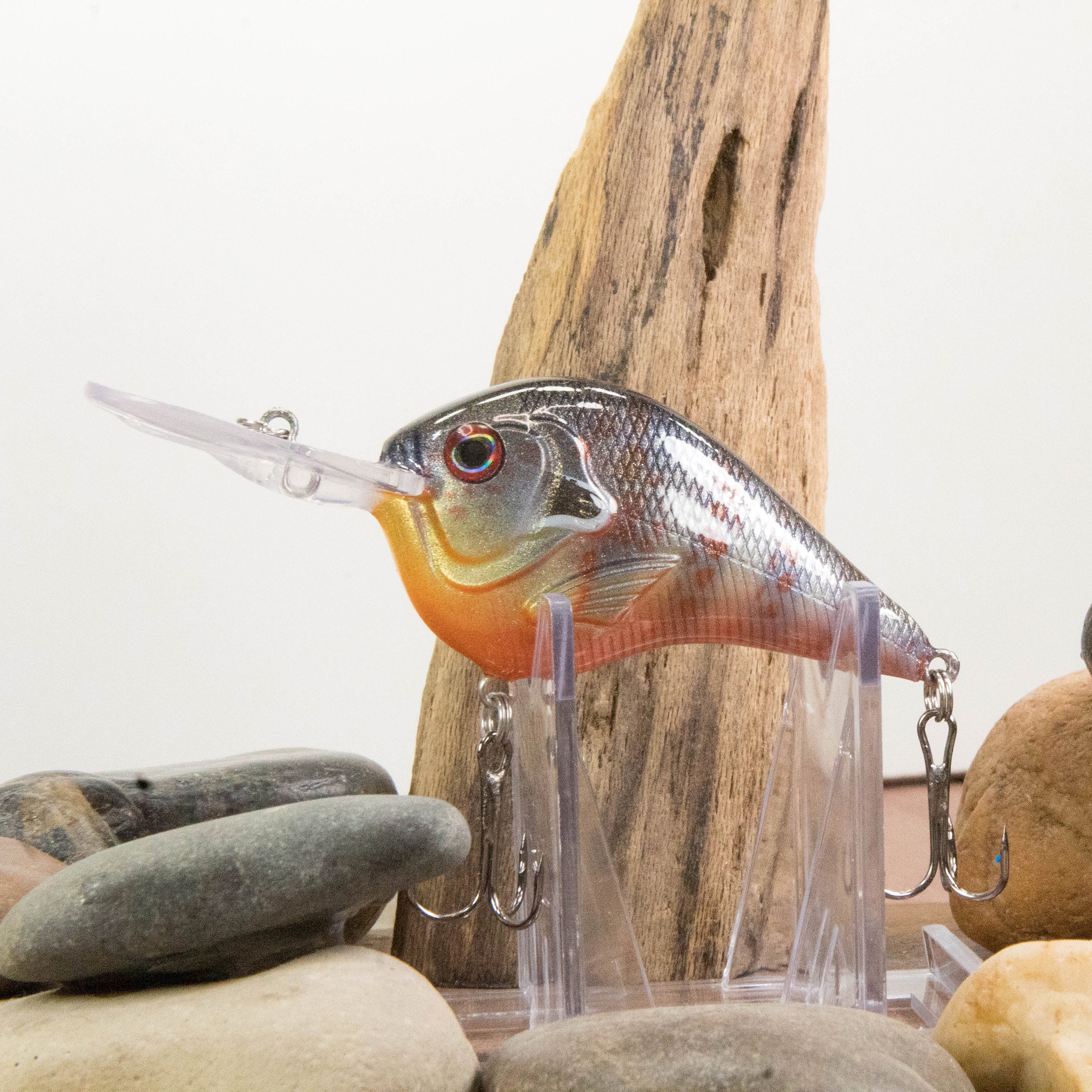 Orange Spotted Sunfish. Premium Custom Painted Diving - Etsy