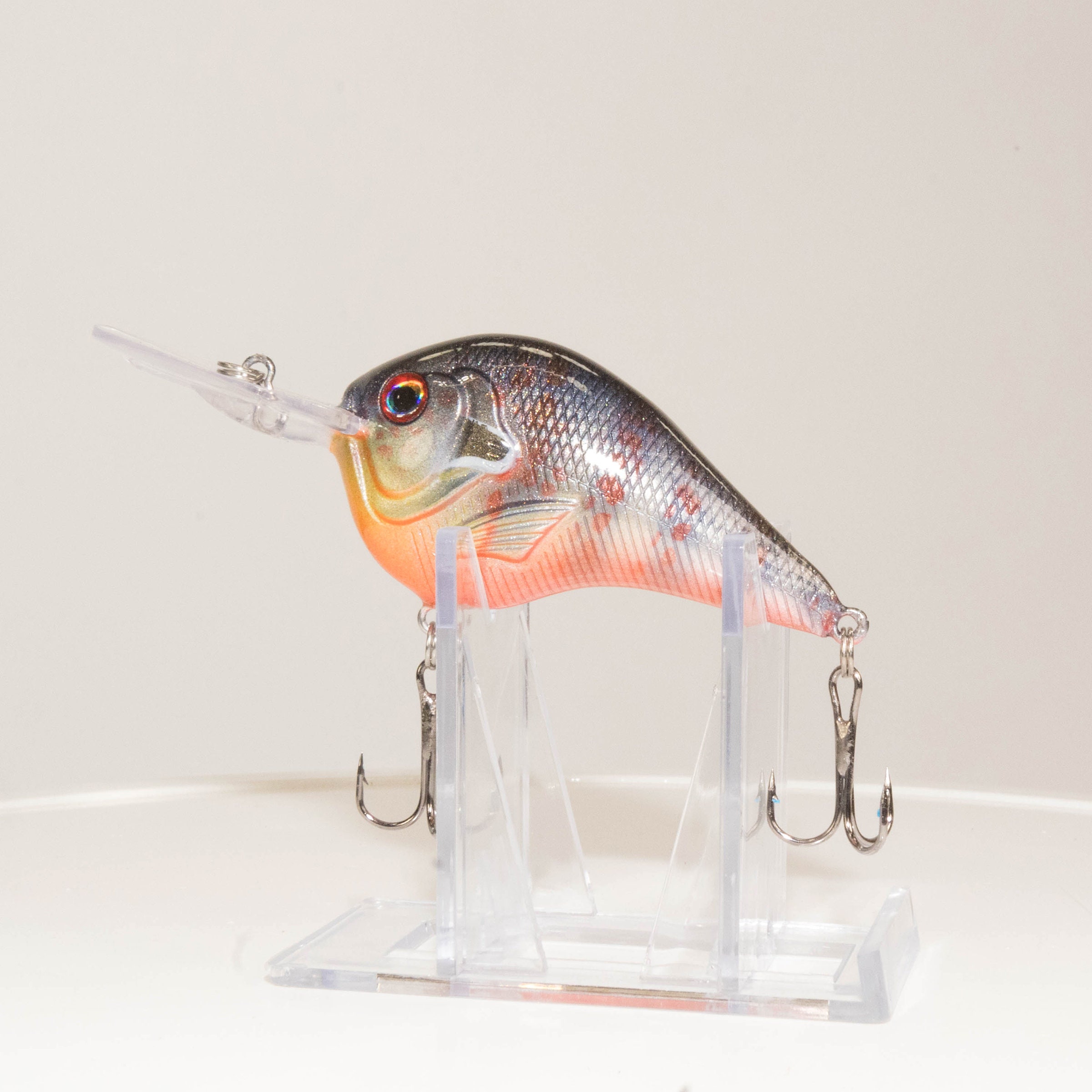 Orange Spotted Sunfish. Premium Custom Painted Diving - Etsy