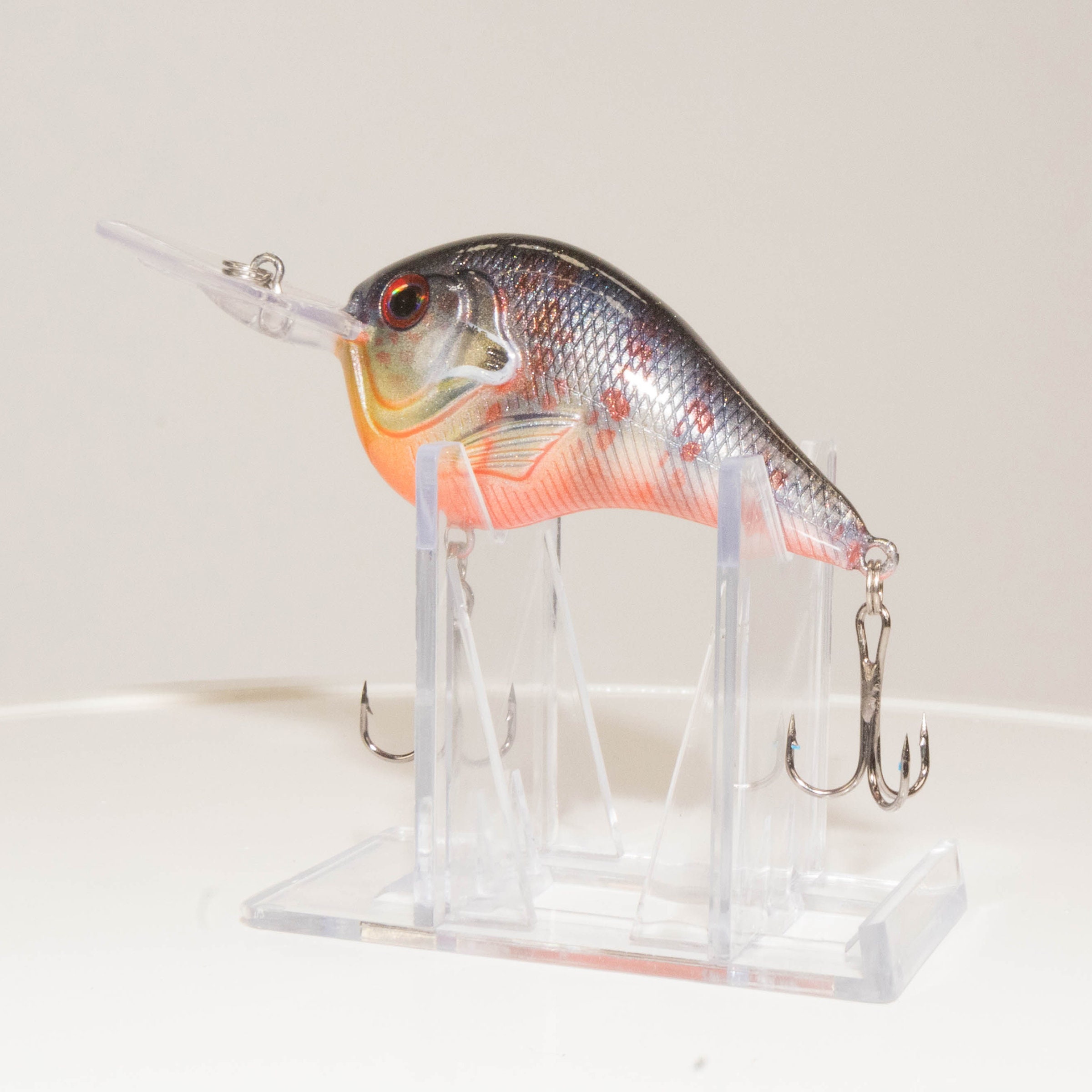 Orange Spotted Sunfish. Premium Custom Painted Diving - Etsy