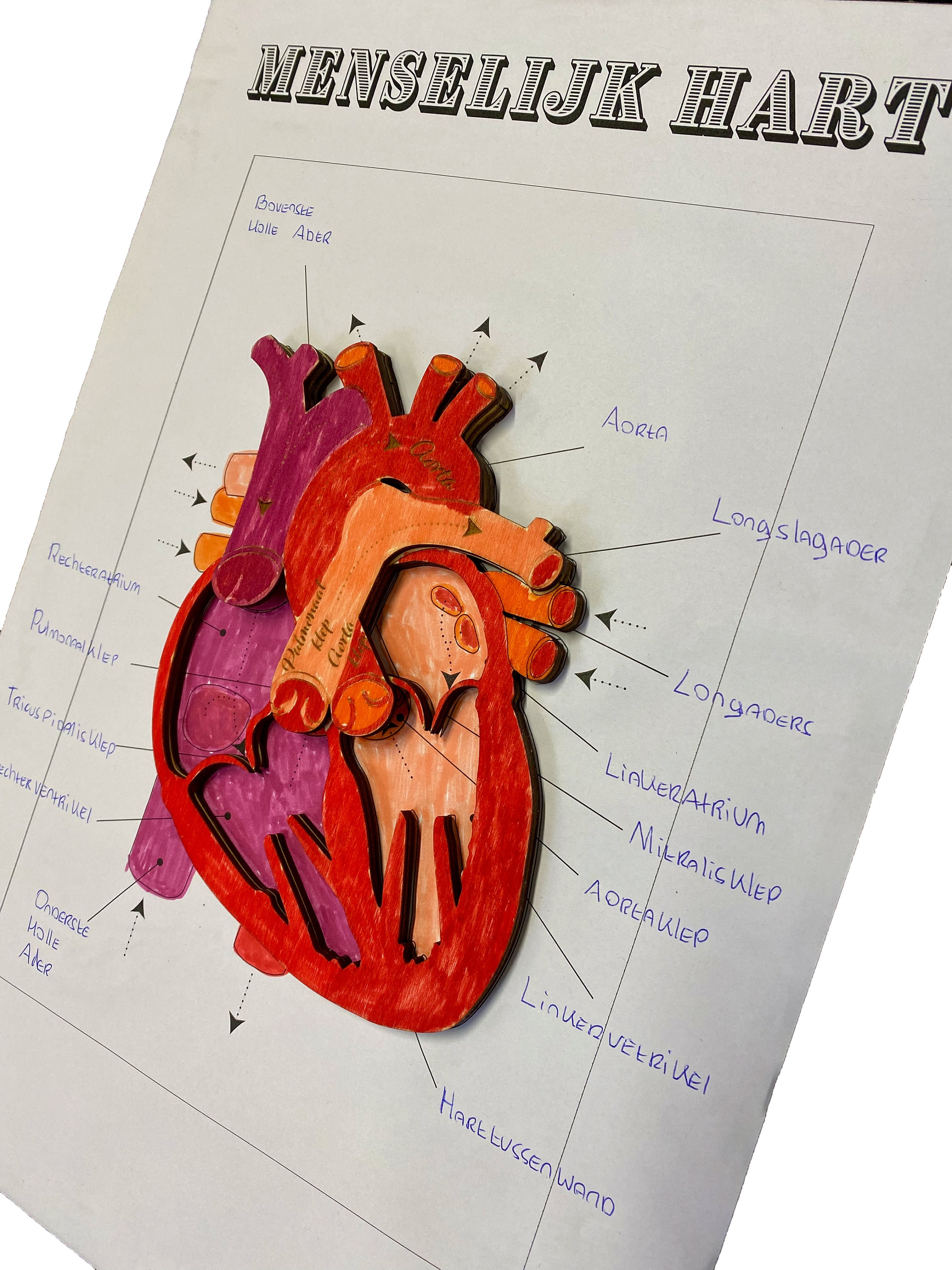 The Human Heart, Laser Cutting and Milling, Design, Digital Vector File ...
