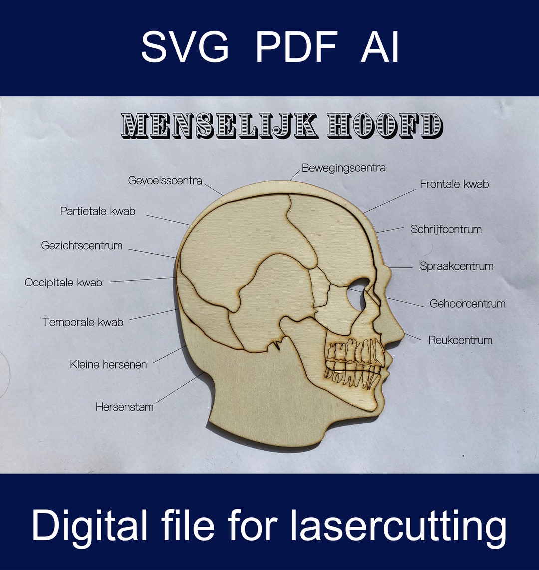 The Human Head, Skull and Brain, Laser Cutting and Milling, Design ...