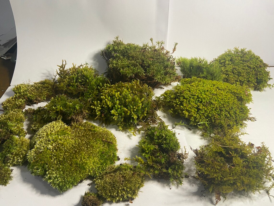 LARGE MOSS Variety Pack 5-7 Types Christmas Moss 3 Quart Bags Terrarium ...