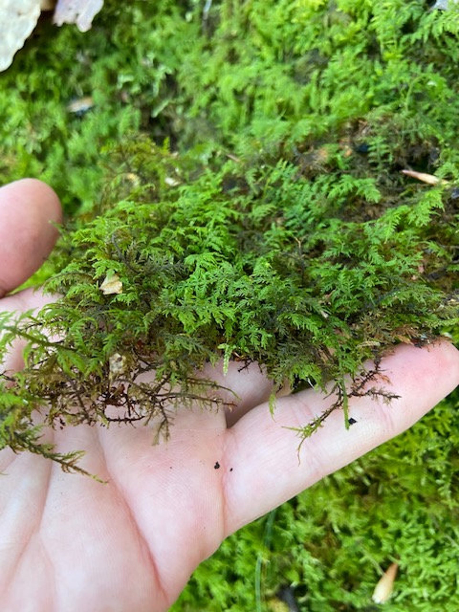 LARGE MOSS Variety Pack 5-7 Types Christmas Moss 3 Quart Bags Terrarium ...