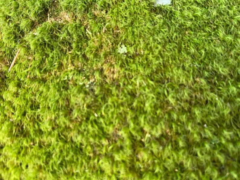 LARGE MOSS Variety Pack 5-7 Types Christmas Moss 3 Quart Bags Terrarium ...