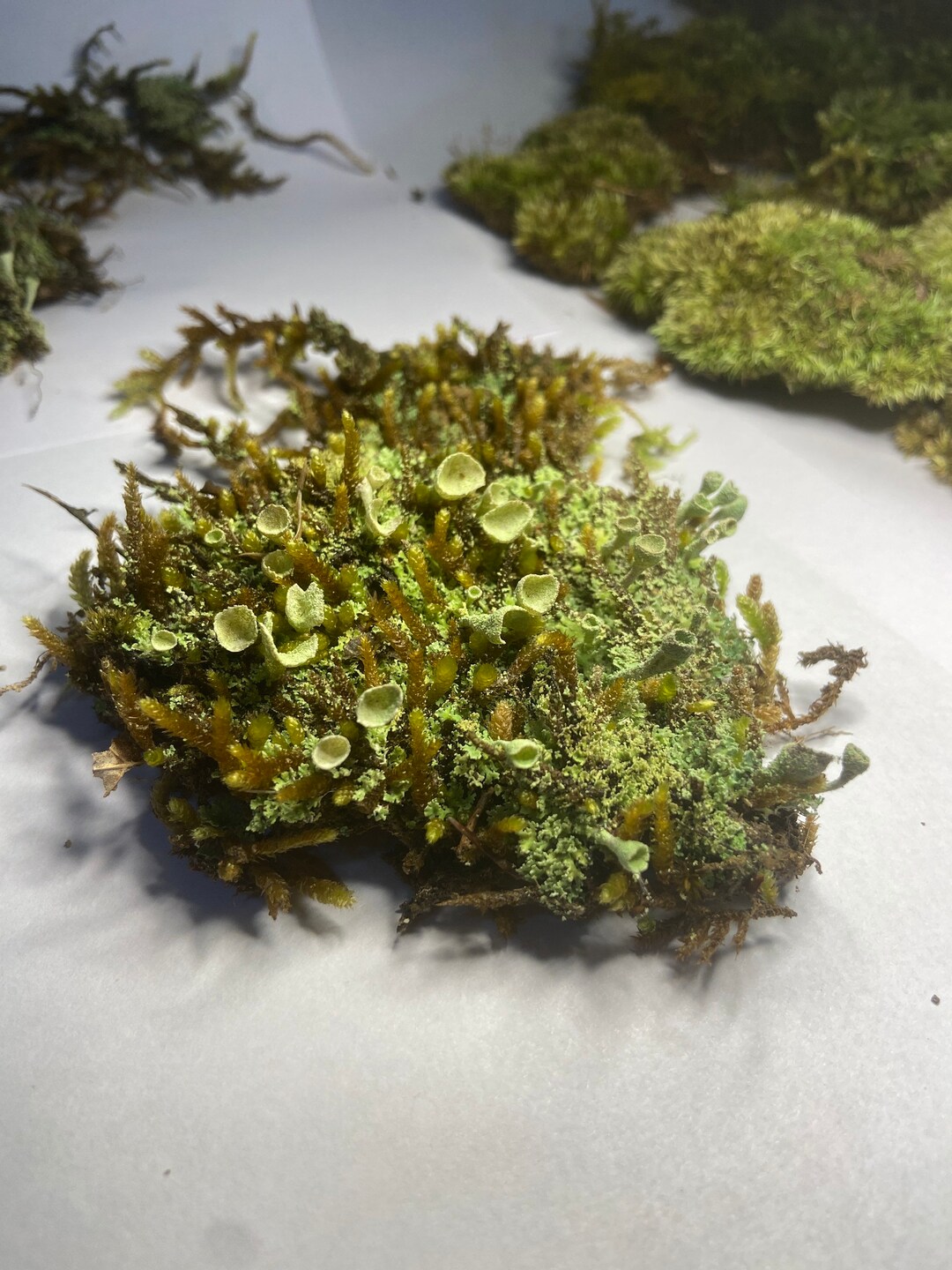 Huge Terrarium Set Fresh Mix of Natural Pixie Cups Pityrea Lichen ...