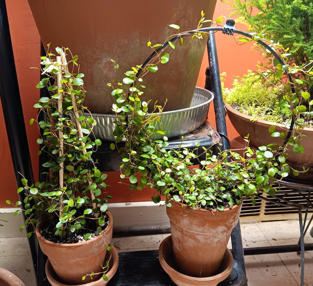 Angel Vine Muehlenbeckia - Etsy