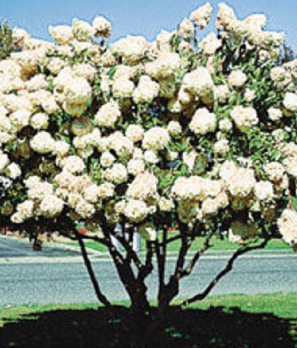 Pee Gee Grandiflora Hydrangea 2 Gallon - Etsy