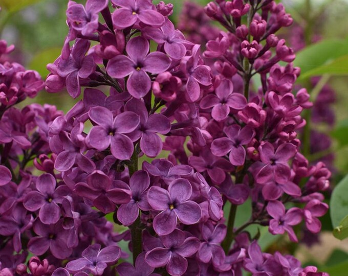 Monge Lilac Syringa Vulgaris - Etsy