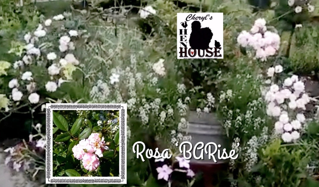 Rosa 'brise Parfum' Perfume Breeze Rose - Etsy