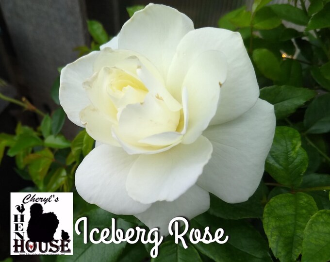 Fugetsu 风月. Heat Resistance. Disease Resistance. Continue Blooming ...