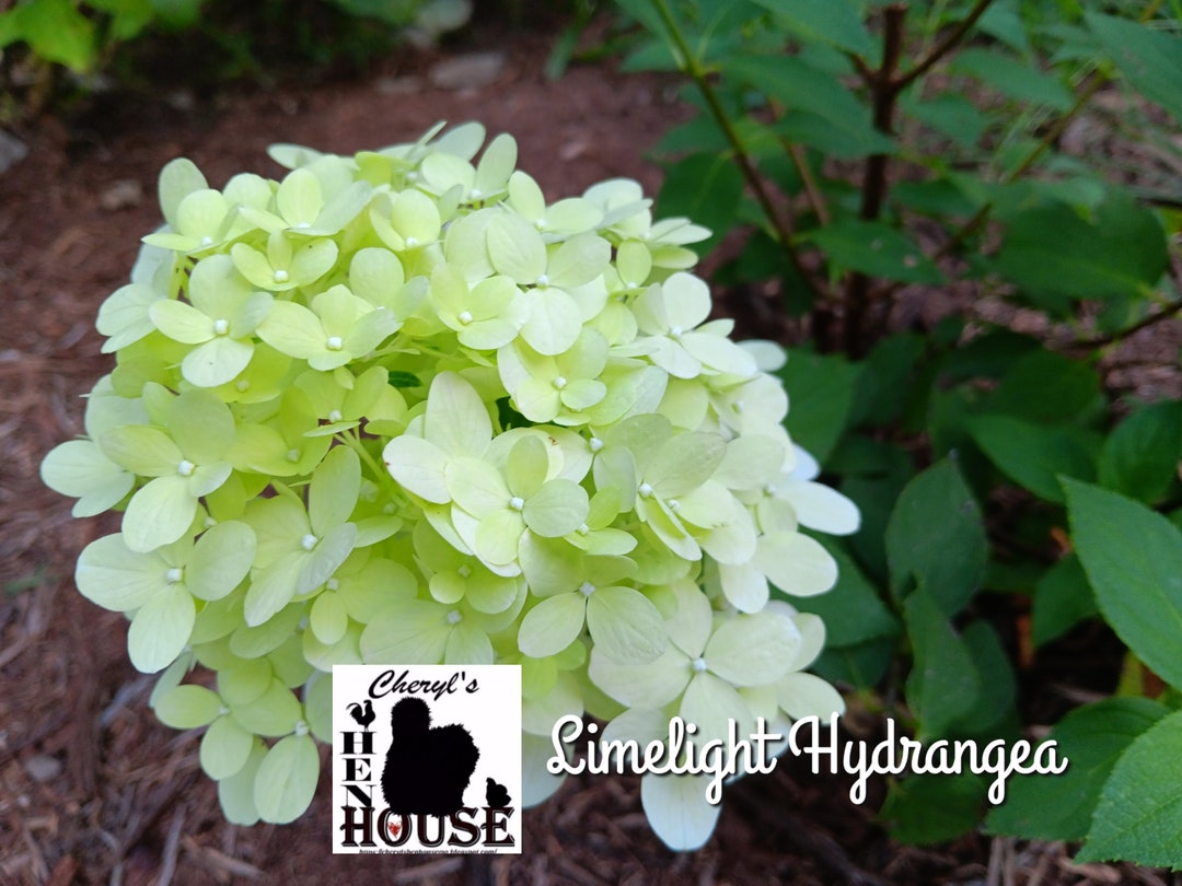 Limelight Hydrangea Live Dormant 1 Gal - Etsy