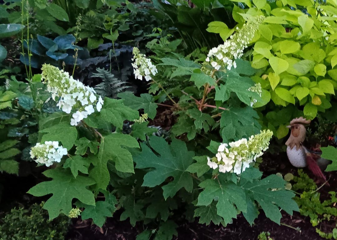 Ruby Slippers Oakleaf Hydrangea Shrub - Etsy