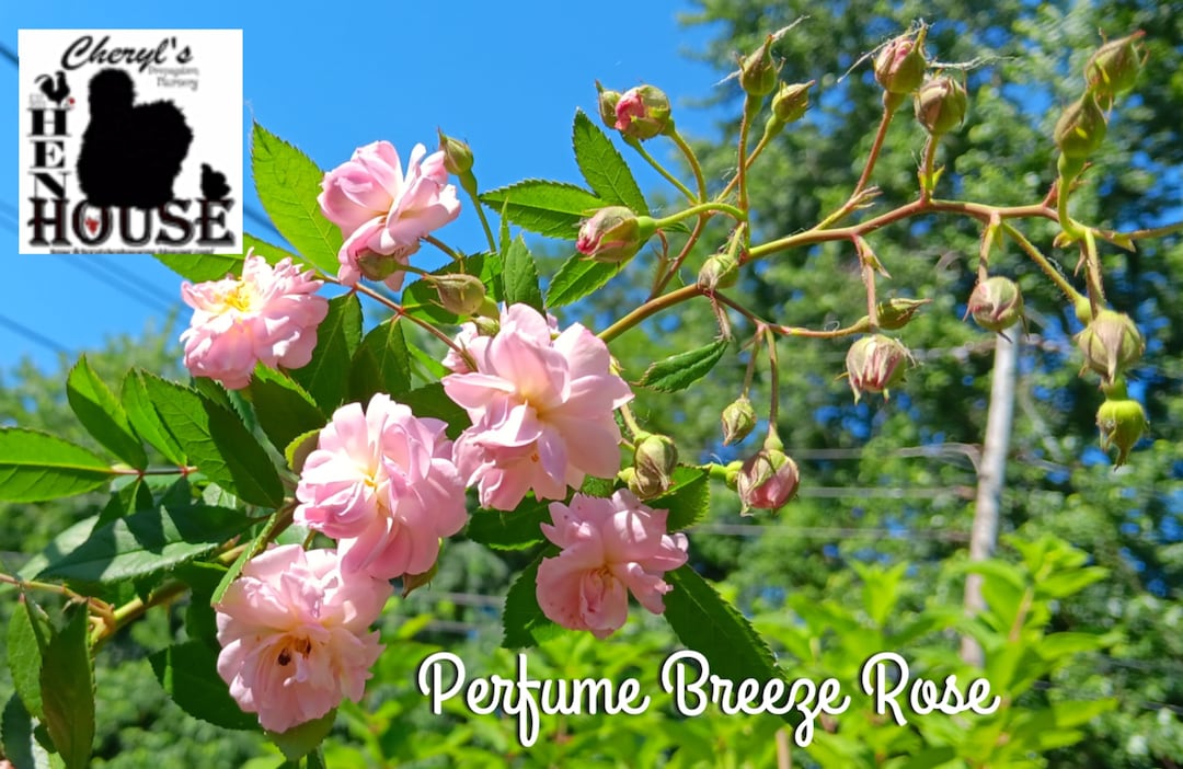 Rosa 'brise Parfum' Perfume Breeze Rose • Cottage Garden Style • Own ...
