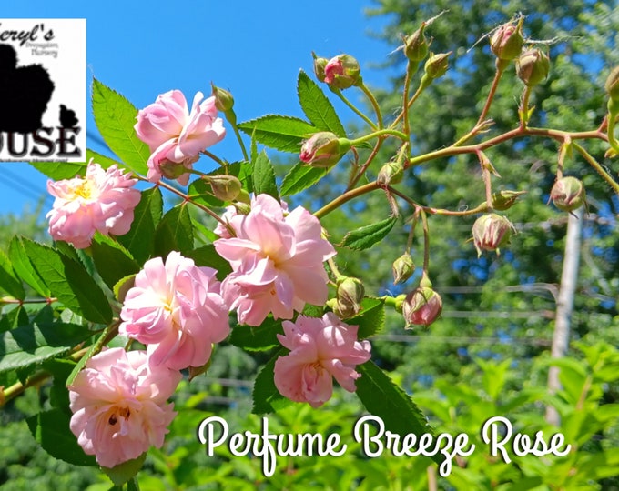 Rosa 'brise Parfum' Perfume Breeze Rose • Cottage Garden Style • Own ...