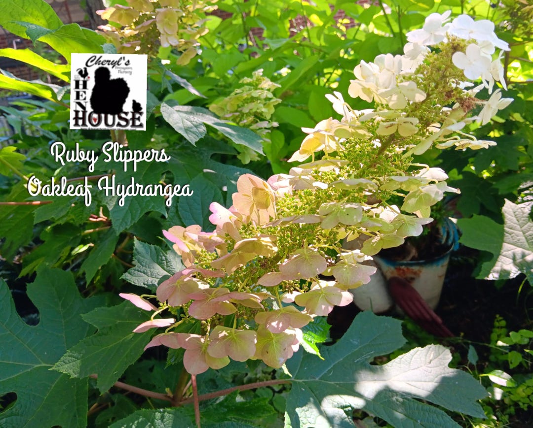 Ruby Slippers Oakleaf Hydrangea Shrub - Etsy
